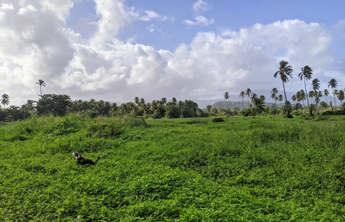 Welcome – Gringo Green